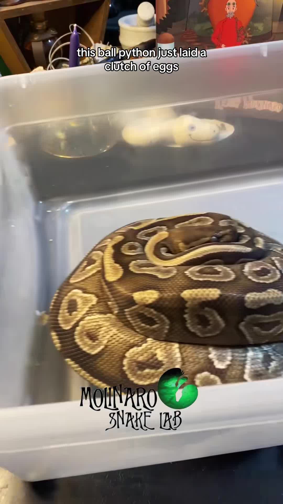 Full ball python hatching process! This was the leaky
