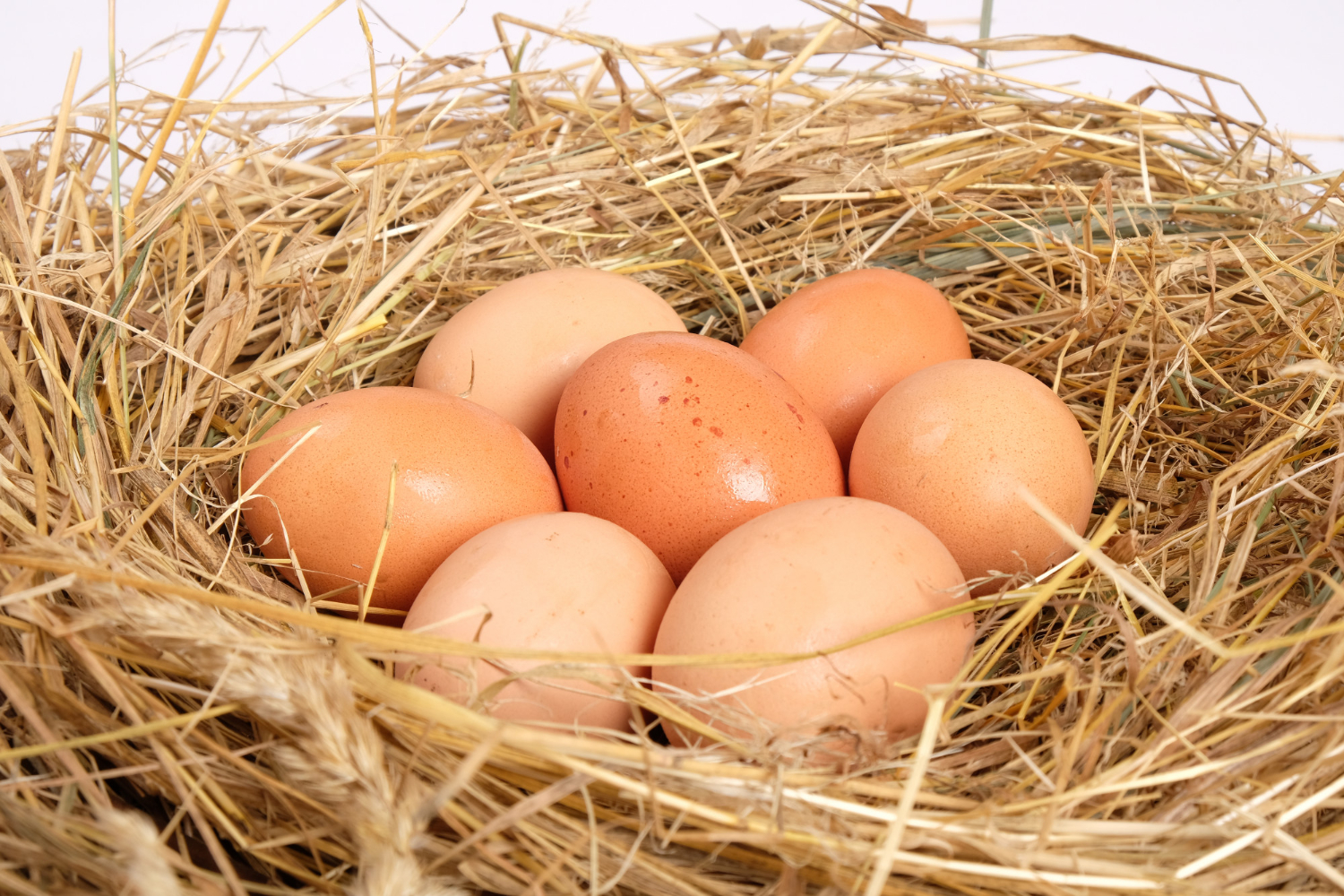 16 things an egg has to do besides contain a bird