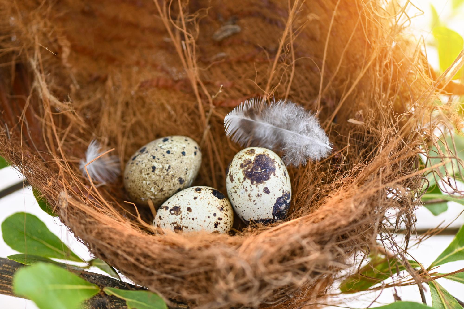 16 things an egg has to do besides contain a bird