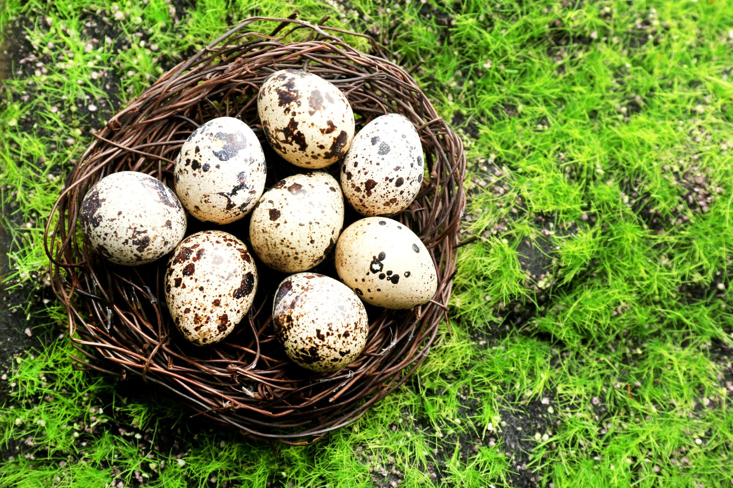 16 things an egg has to do besides contain a bird