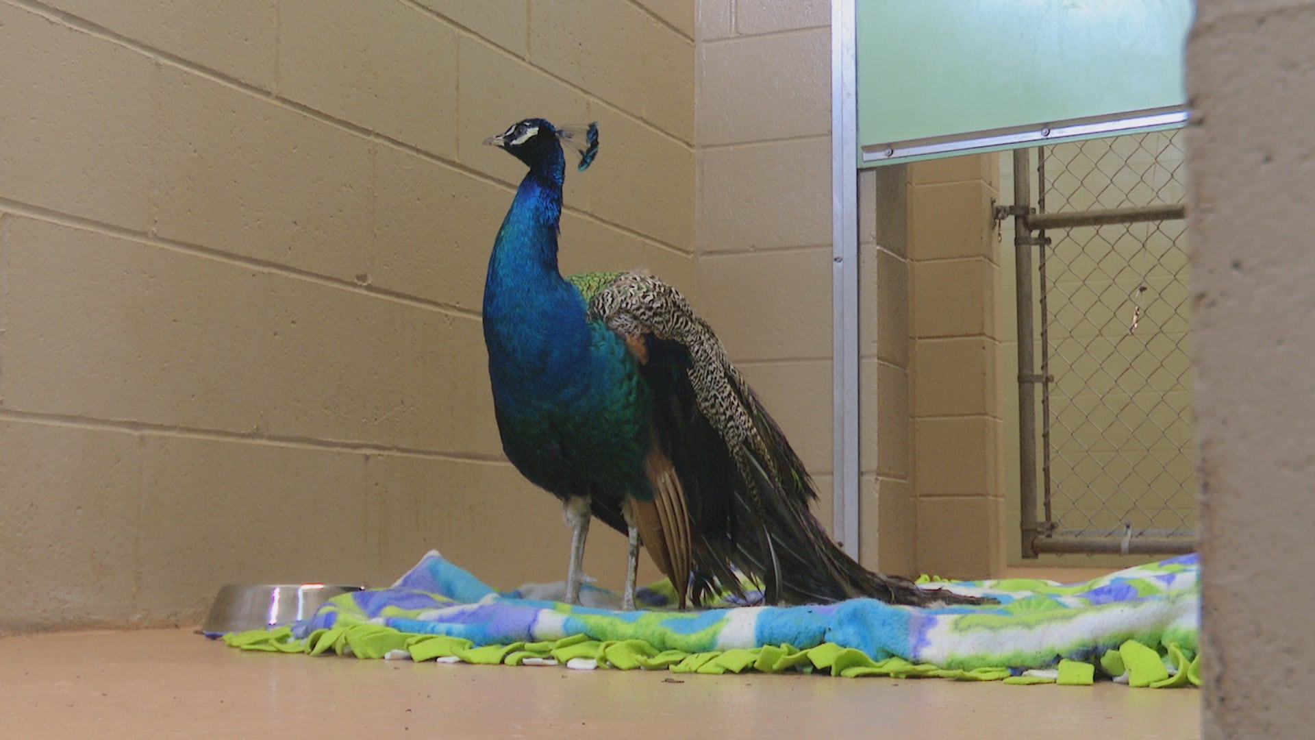 Peacock Taken Into Custody By Niagara Police 8188