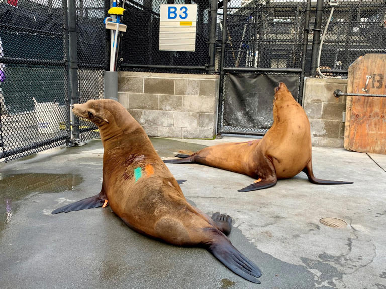 Monterey Bay domoic acid rescues slow, but fishery warnings remain
