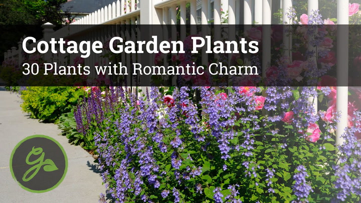 Cottage garden plants - 30 plants with romantic charm