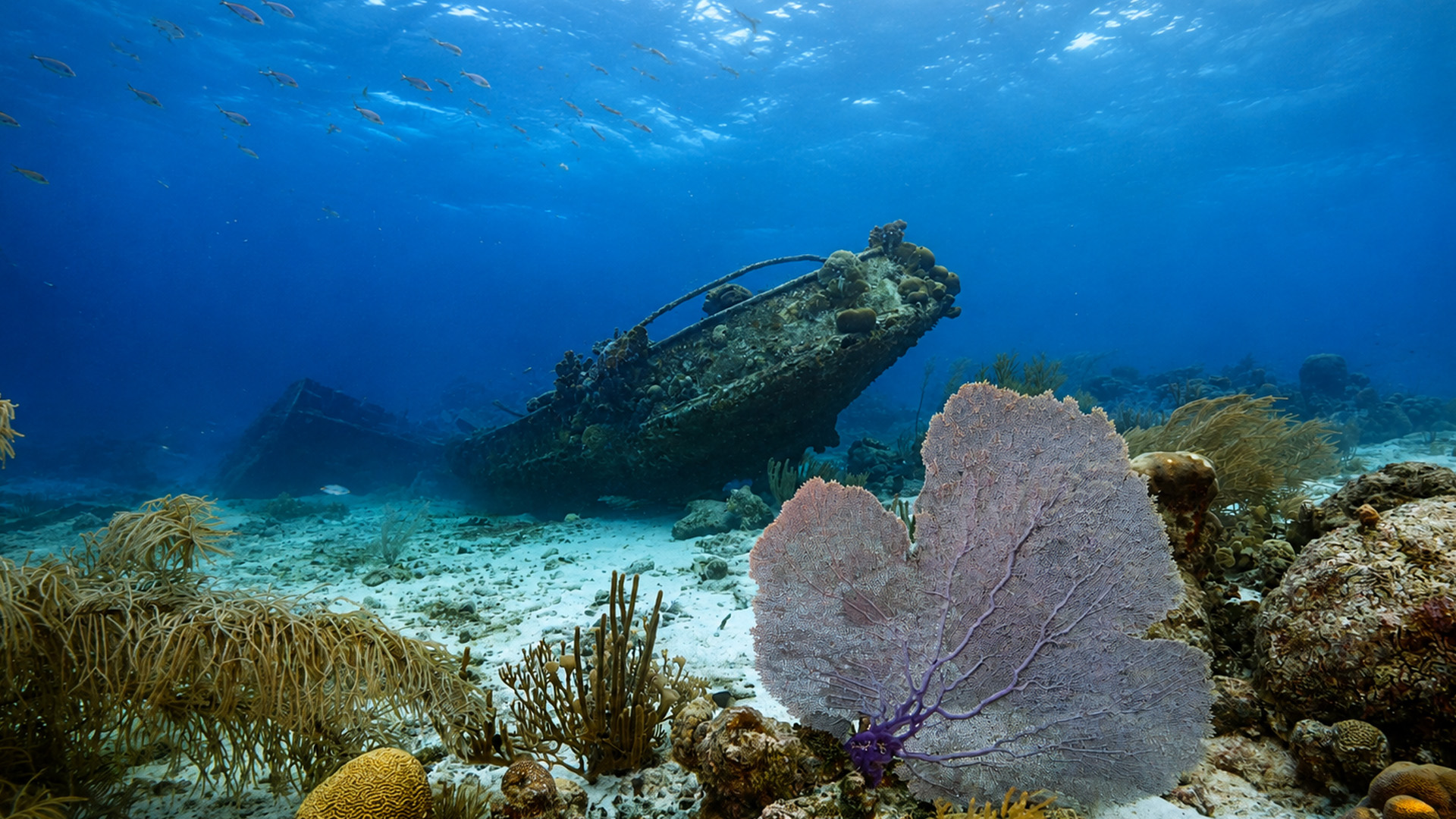 A Shipwreck Has Become Part Of The Reef