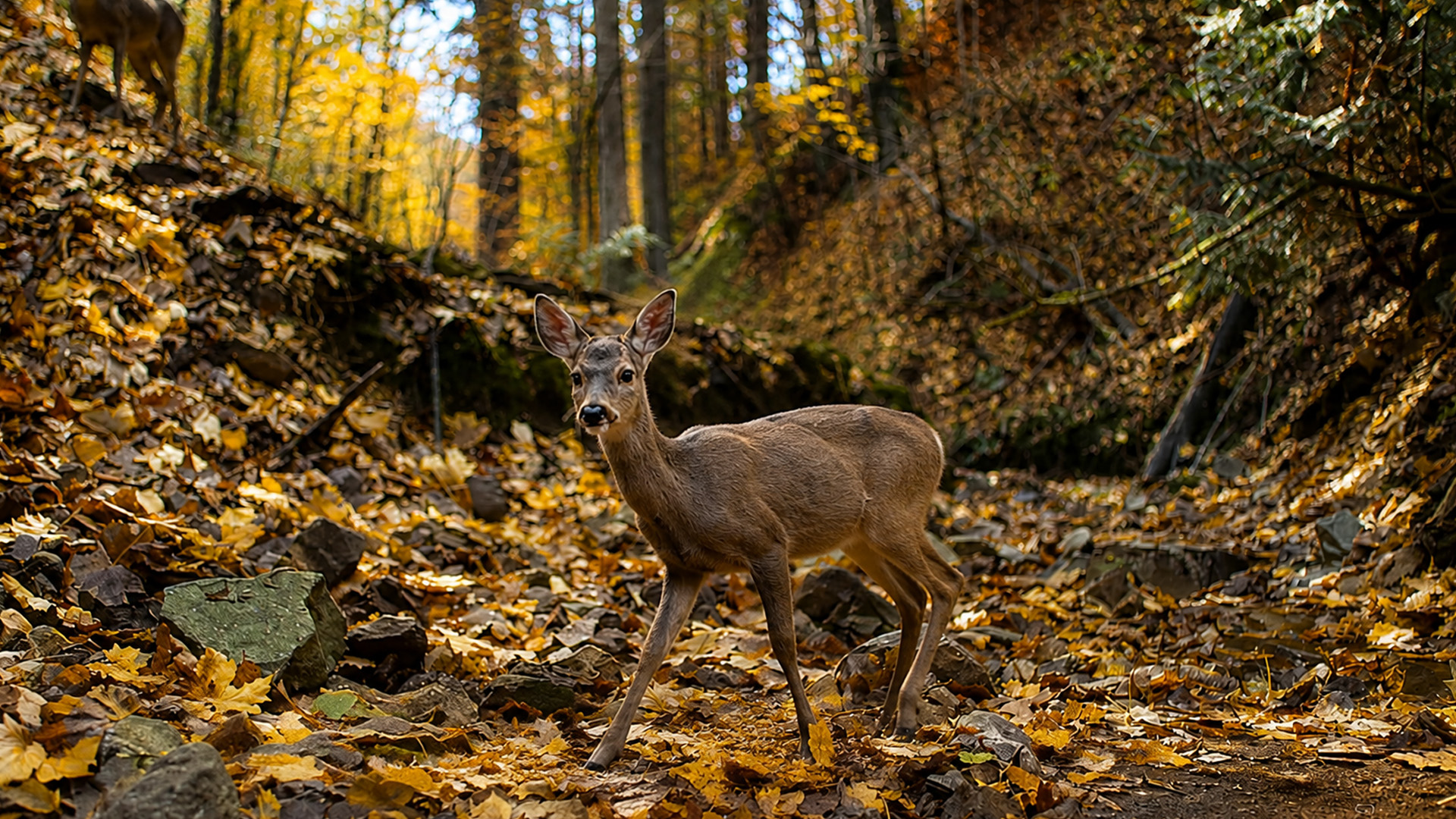 Camera Trap Captures Deer Walking Through An Autumn Forest