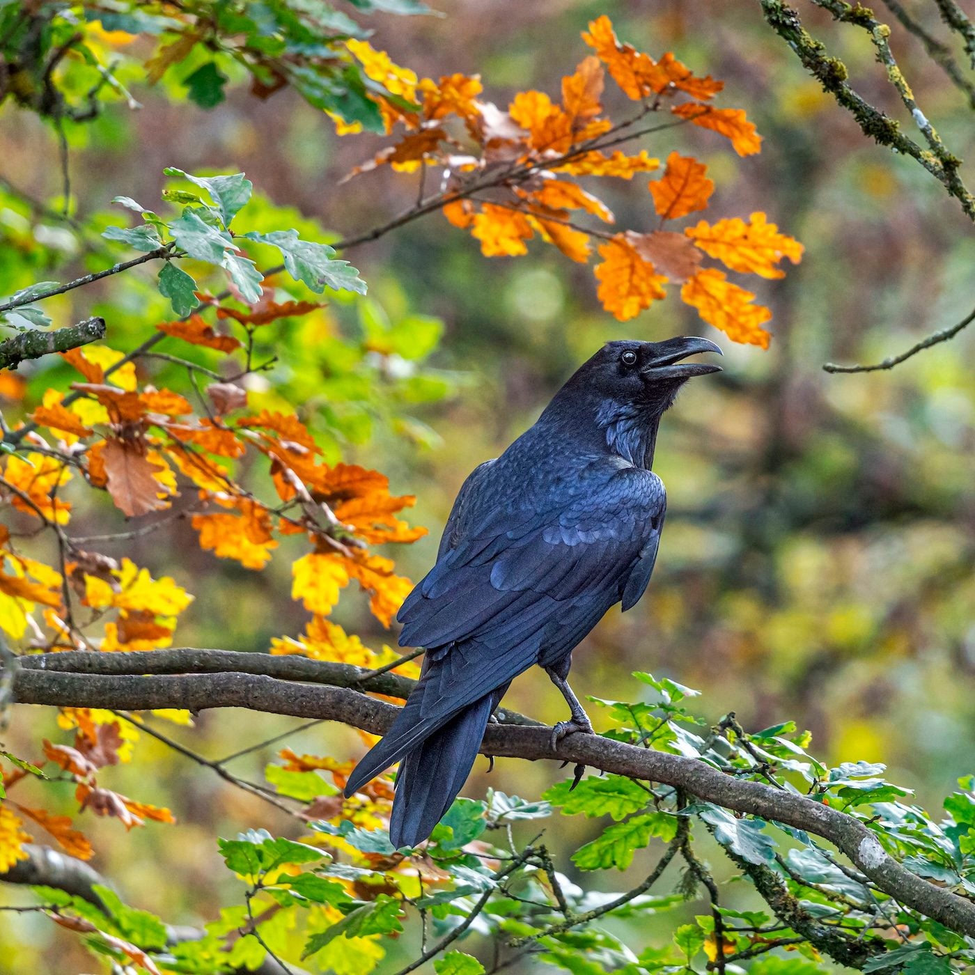 How to identify a common raven