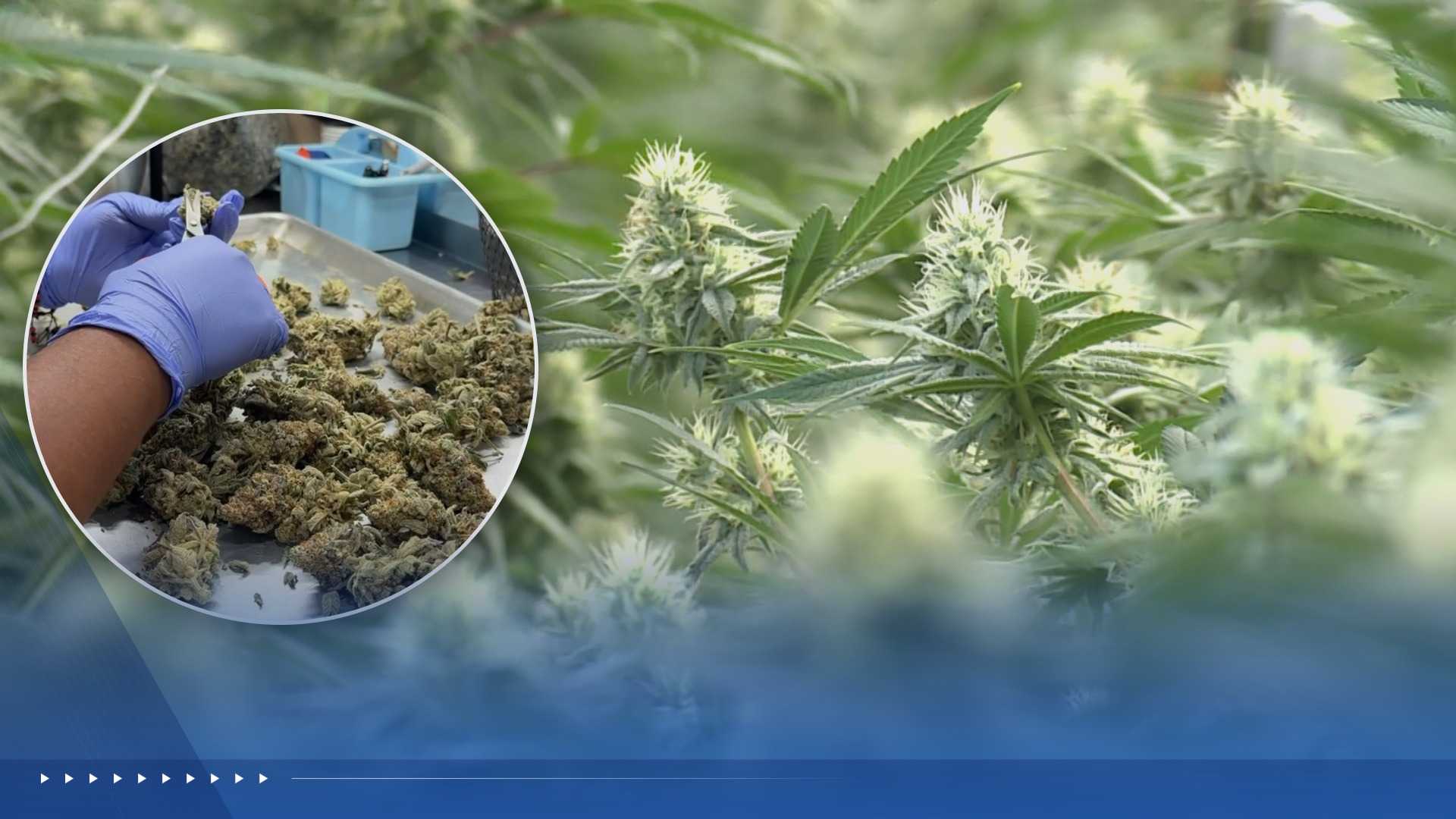 Oklahoma's medical marijuana boom went bust. Now, only a fraction of ...