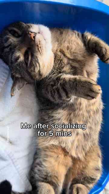Meet The Introverted Cat Shy Sweet And Adorable