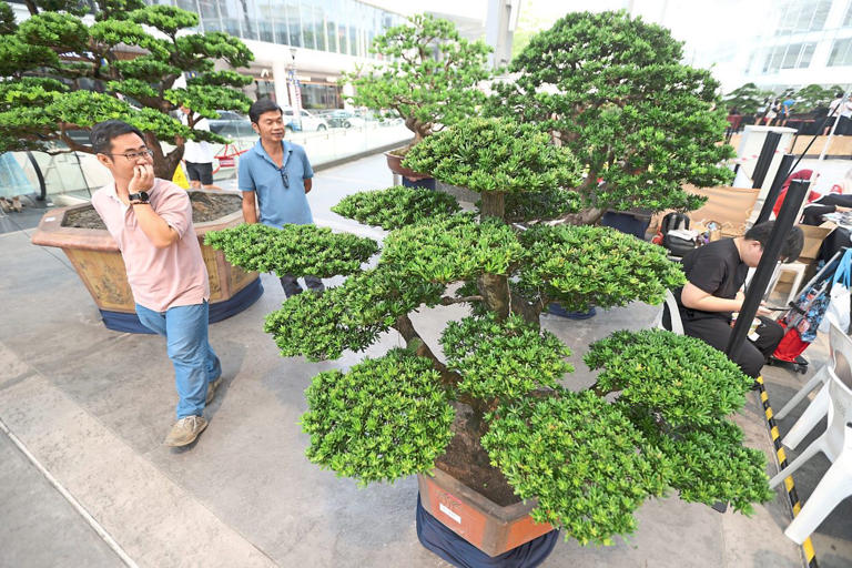 World bonsai convention debuts in Malaysia, 400 trees on display