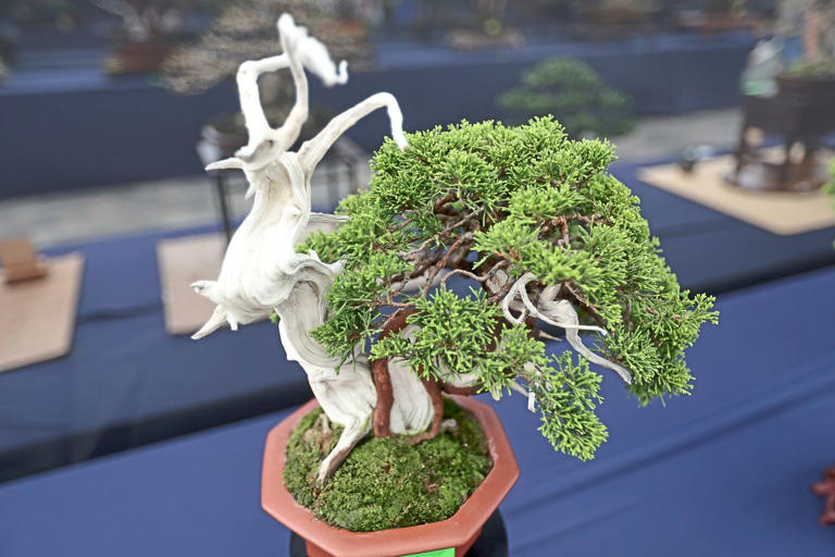 World bonsai convention debuts in Malaysia, 400 trees on display