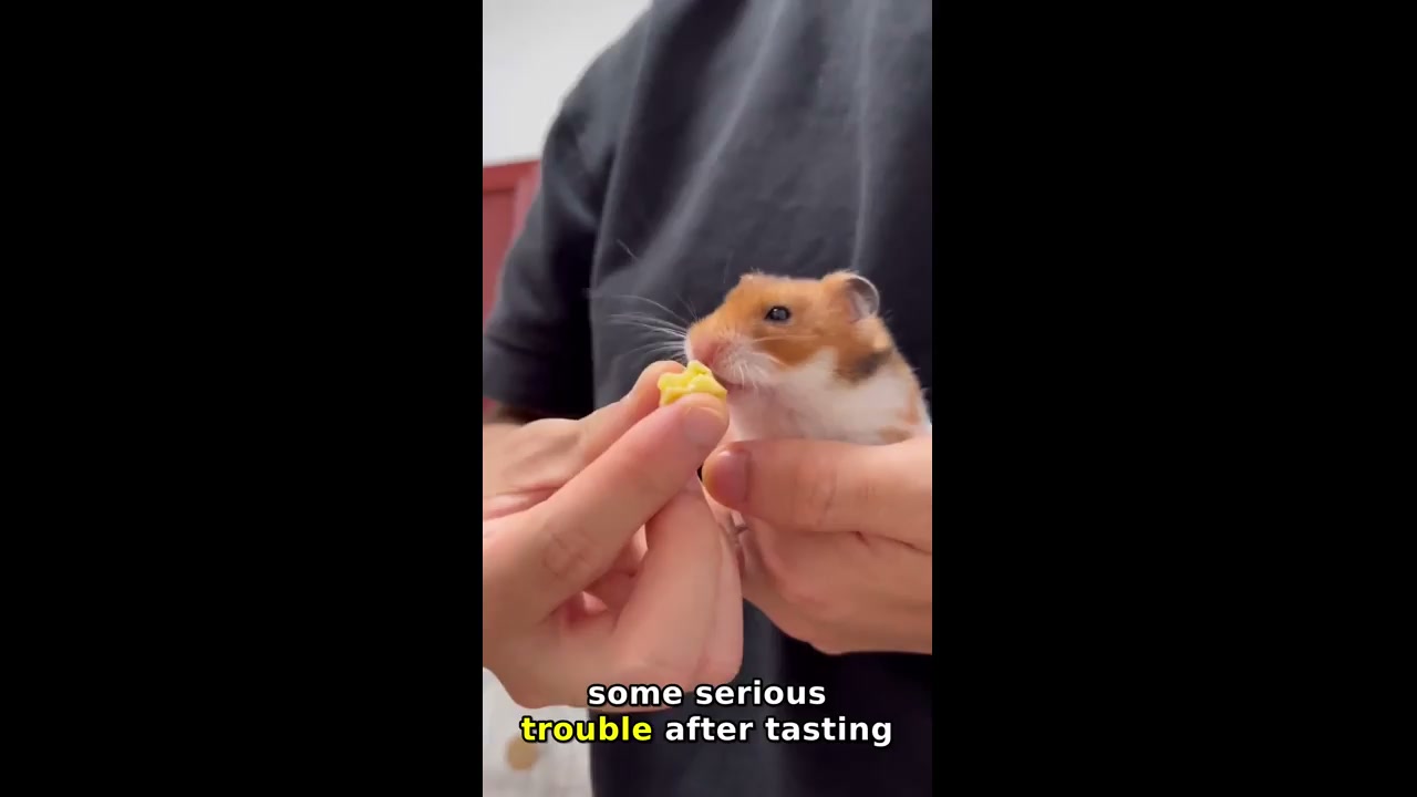 Hamster struggles after eating durian in Fujian, China