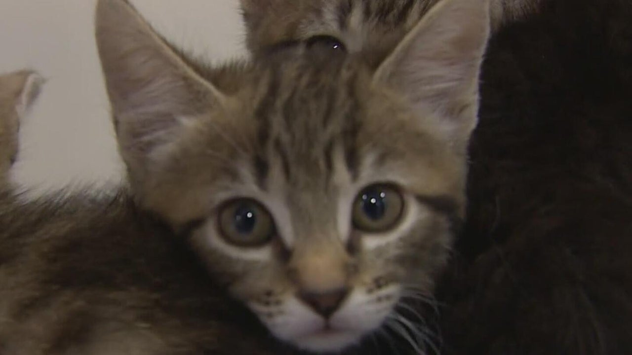 South Florida Cat Owners Warned About Virus Spreading Among Felines