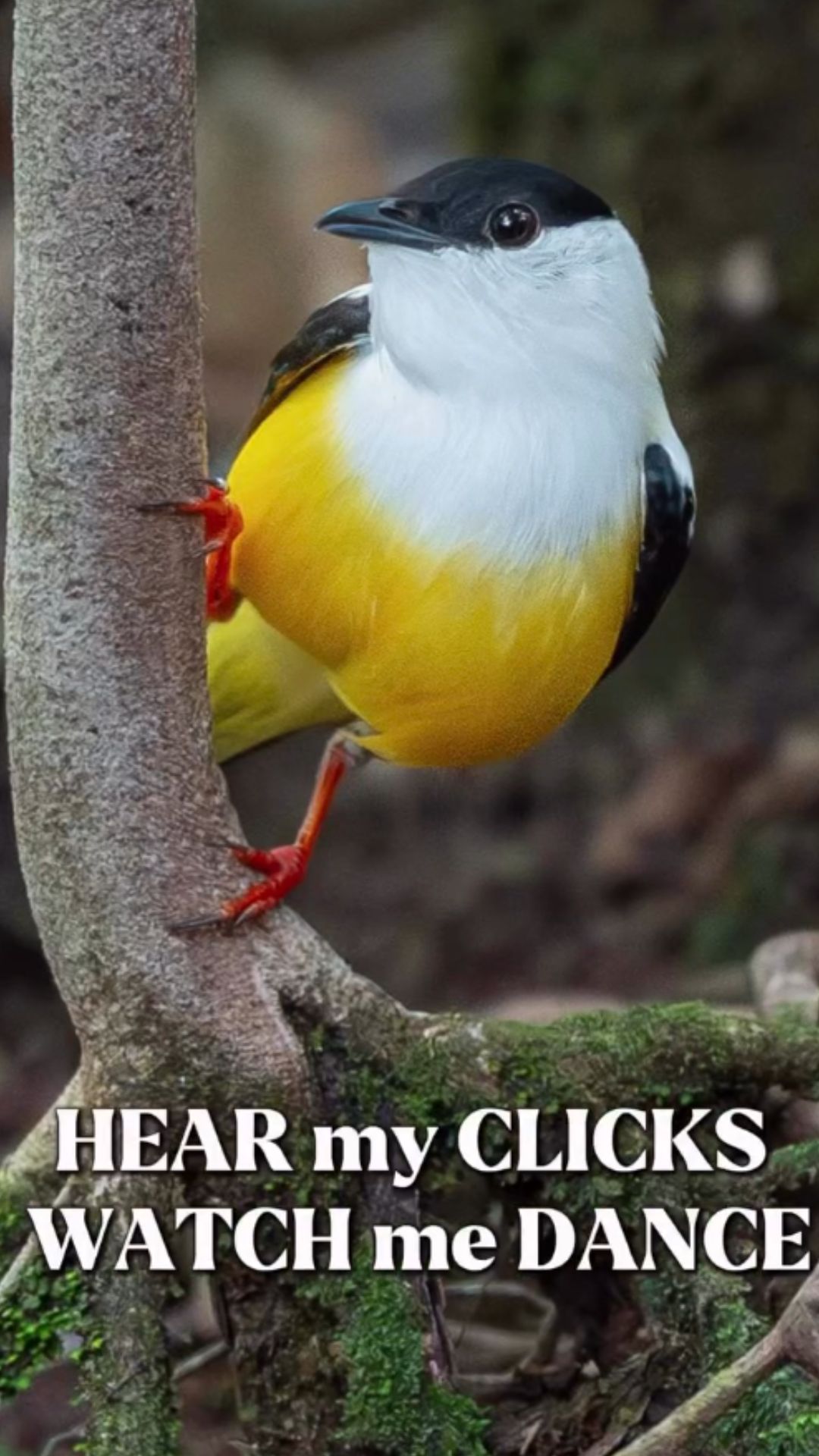A rare wildlife moment: The bird that turns wings into sound