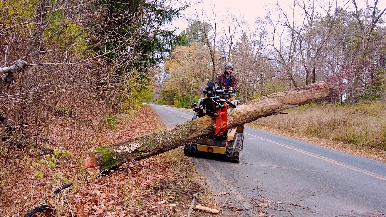 DIY cherry tree restoration