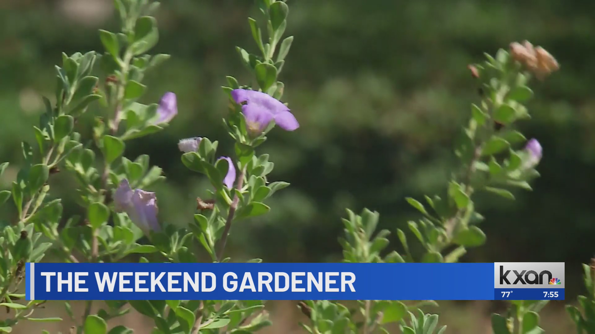 The weekend gardener: Hummingbirds