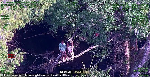 Florida men cling to tree over alligator-infested waters after ...