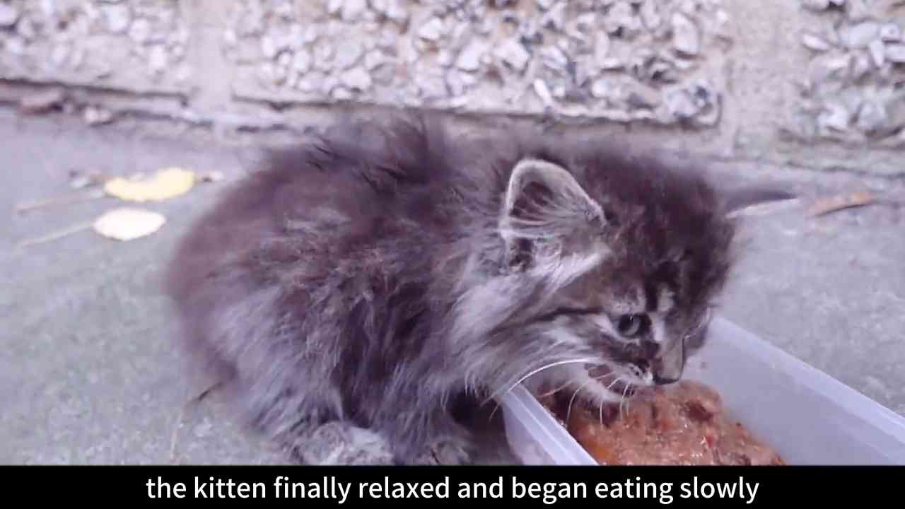 Abandoned in a dark hole, this little cat was waiting for someone to ...