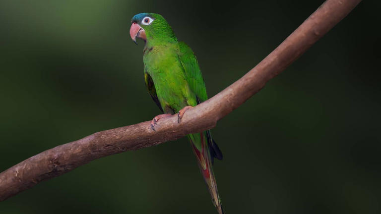 This parrot loves his shower so much he won't get out