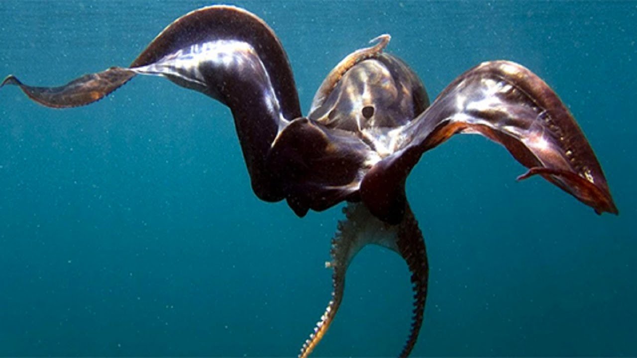 What was caught on camera in the ocean is so terrifying, you’ll ...