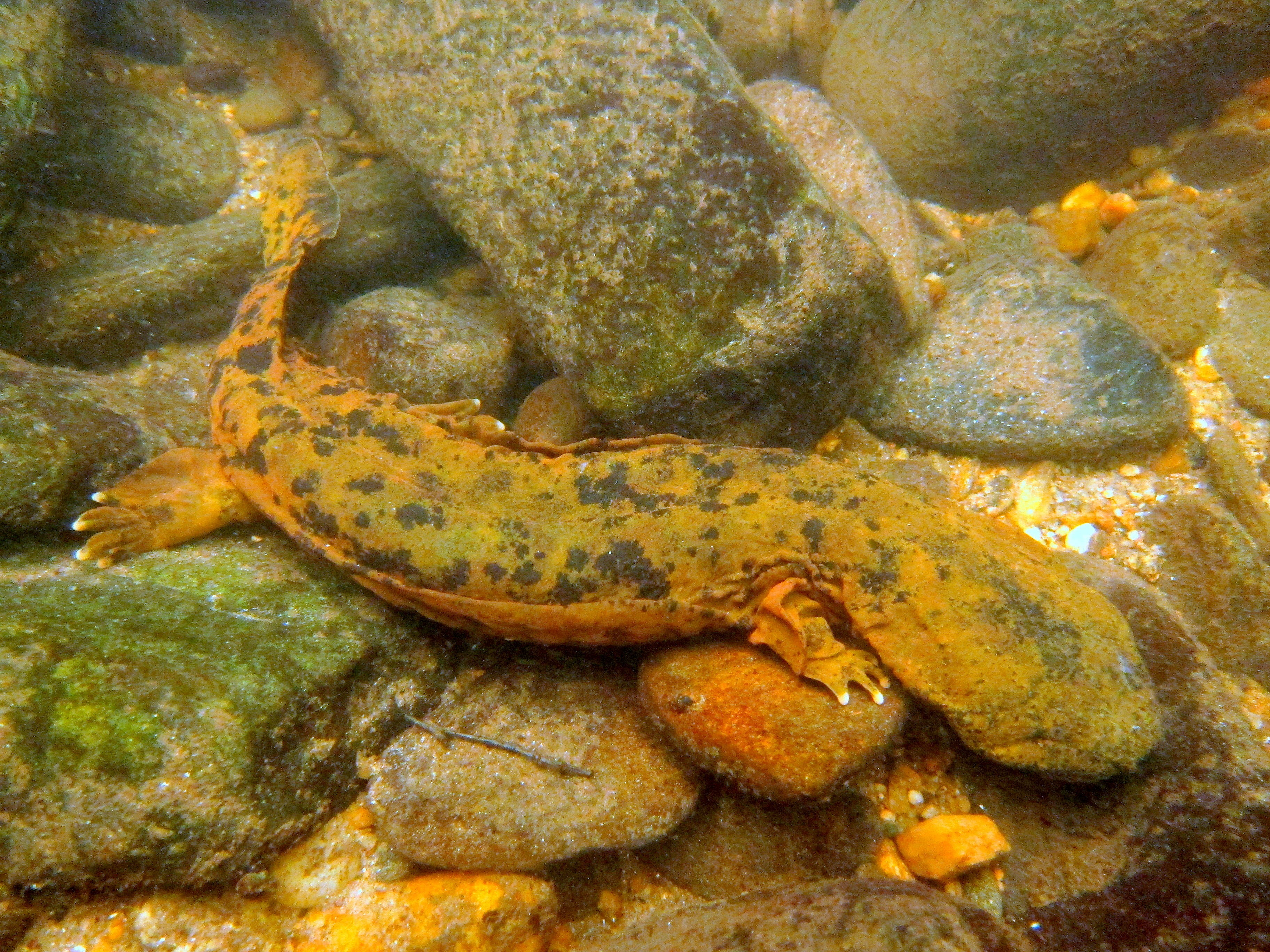 Word from the Smokies: New children’s book celebrates salamanders with ...