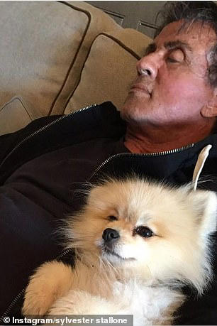 Man's tiny best friend! Expert says owning a small dog is now the ...