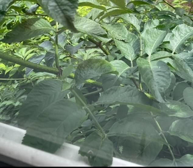 We can't open our window due to a neighbour's overgrown tree, can we ...