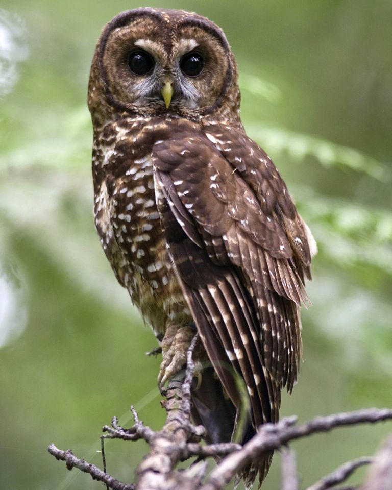 Over 1,000 beloved owls may have vanished from the Canadian wild — and ...