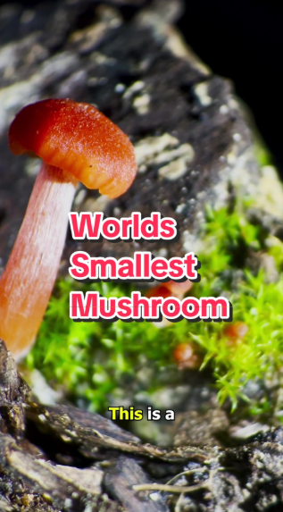 World’s smallest mushroom under the microscope