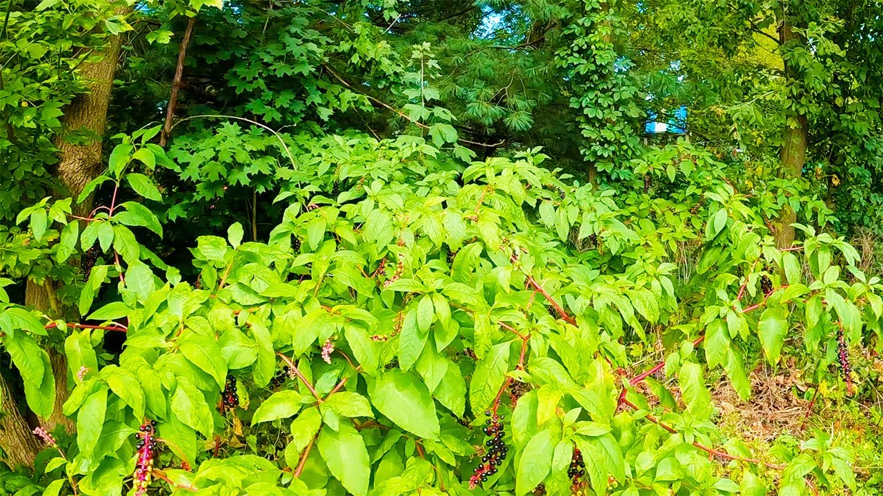 Backyard transformation: Clearing overgrown land with Kubota tractor ...