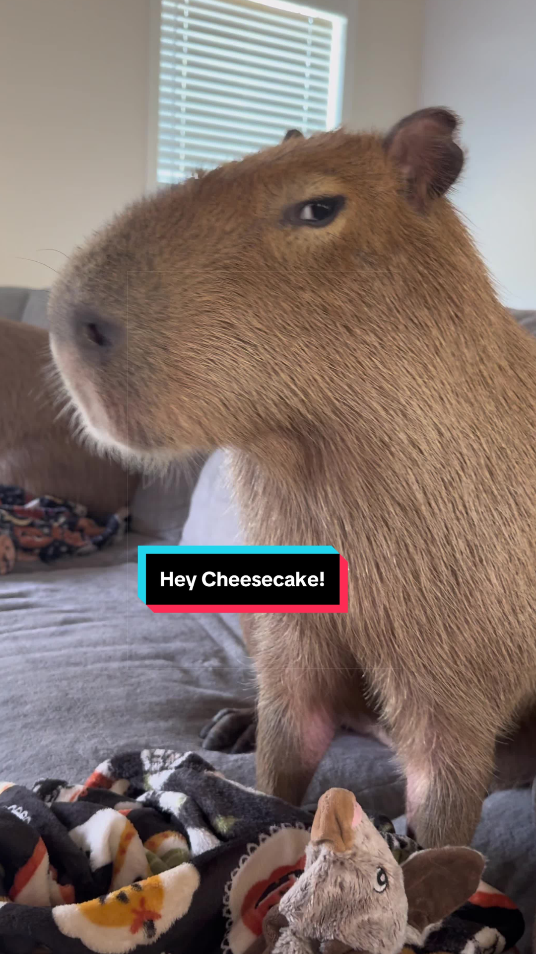 A funny capybara interaction full of unexpected moments