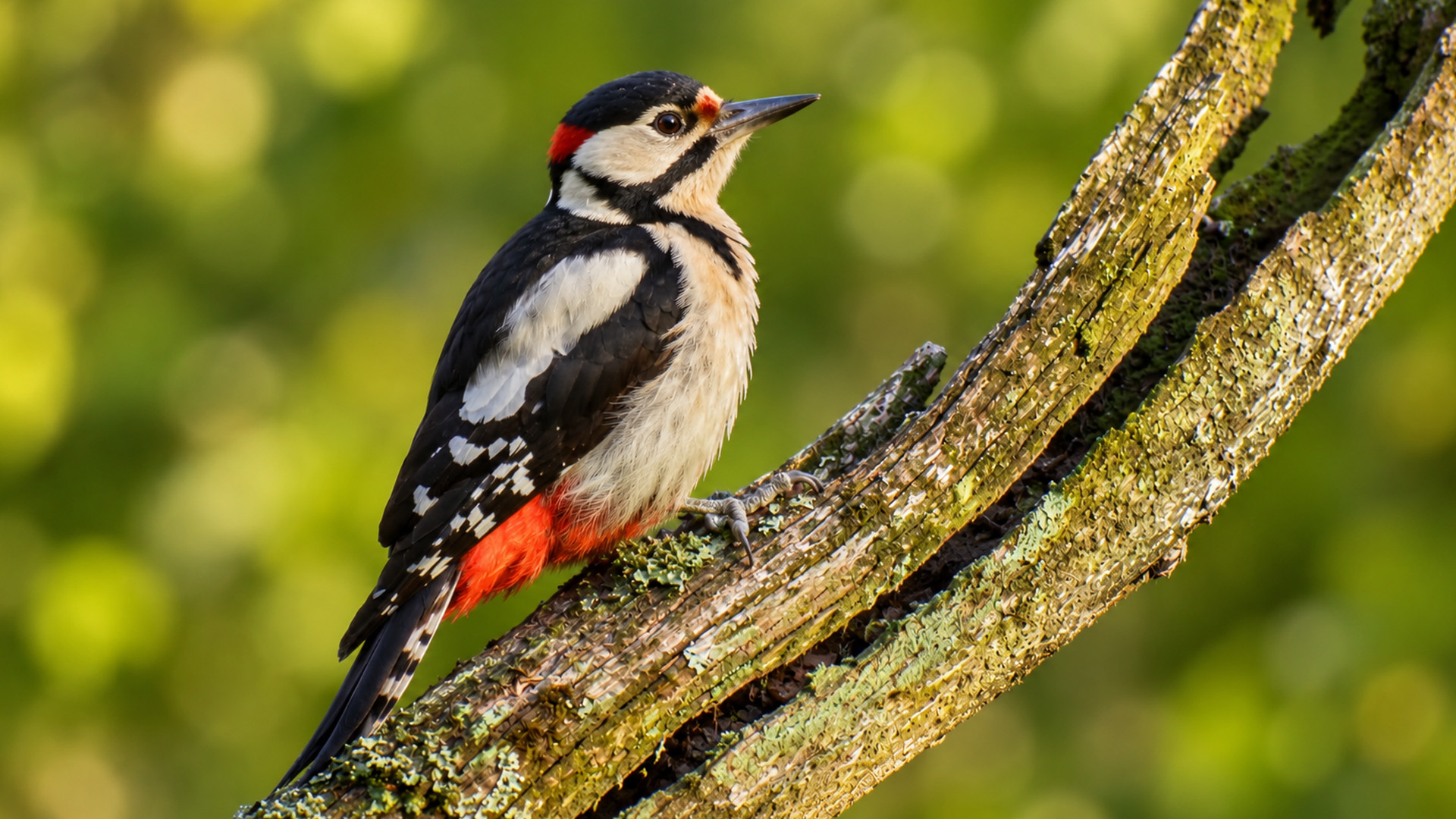 Hidden Camera Captures A Great Spotted Woodpecker Resting On A Branch 8496