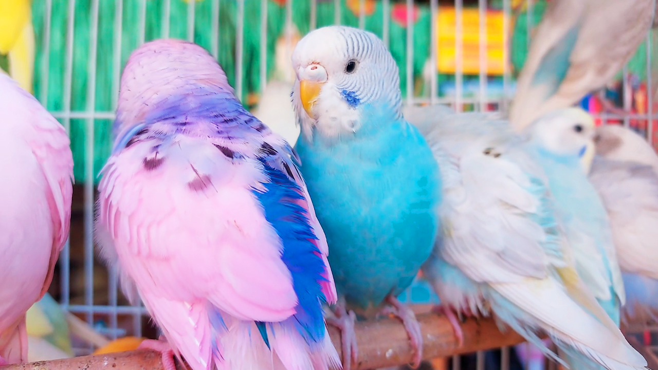 Watch these rarely colored parrots