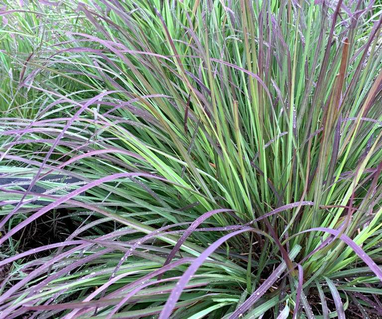 Just as other plants start to fade, these 6 ornamental grasses hit ...