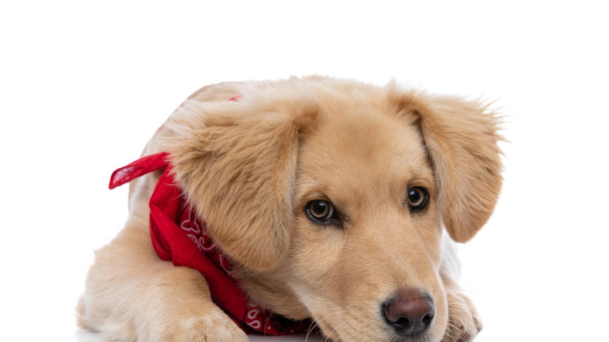 Golden retriever puppy Biscuit stuns in adorable bandanas, sparks viral ...