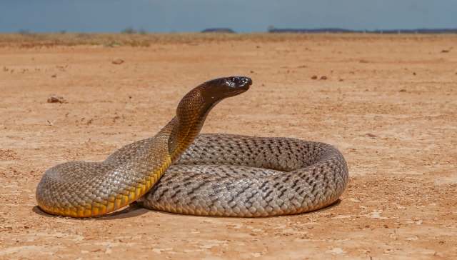 Australia raid seizes coastal taipan, 21 other venomous snakes, and 86 ...