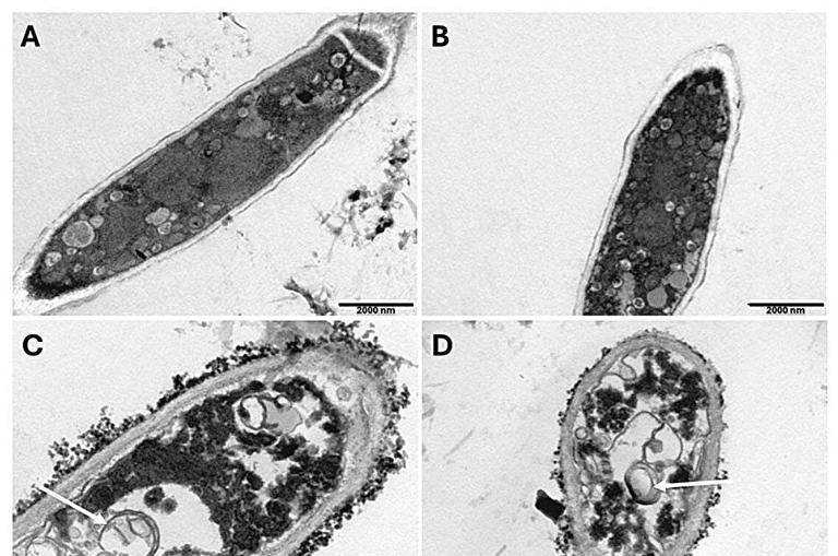 Mediterranean rockrose extract shows fungicidal activity against common ...