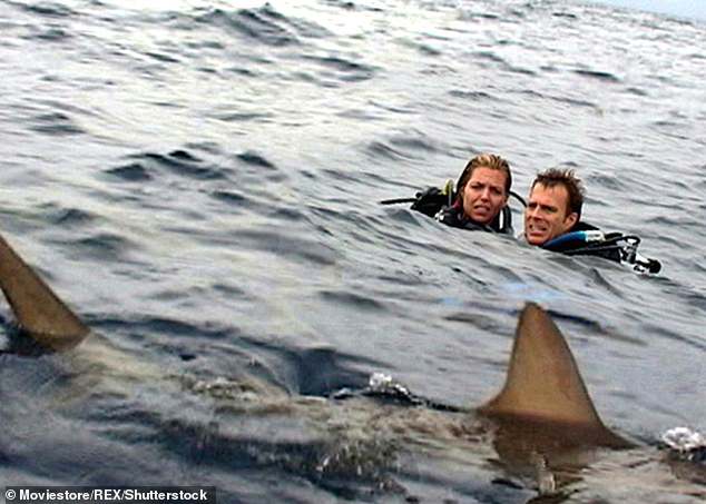 You can swim, but you can't hide! Sharks can hear sounds nearly 250ft ...