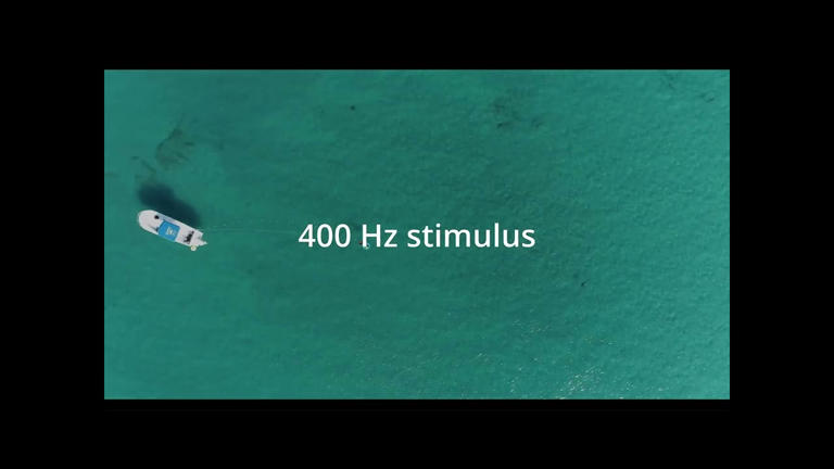 You can swim, but you can't hide! Sharks can hear sounds nearly 250ft ...