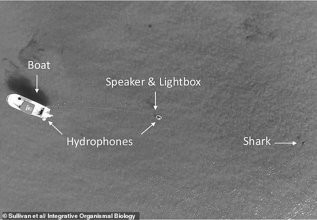 You can swim, but you can't hide! Sharks can hear sounds nearly 250ft ...