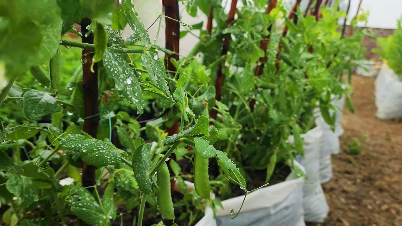 10 best vegetables to grow in containers