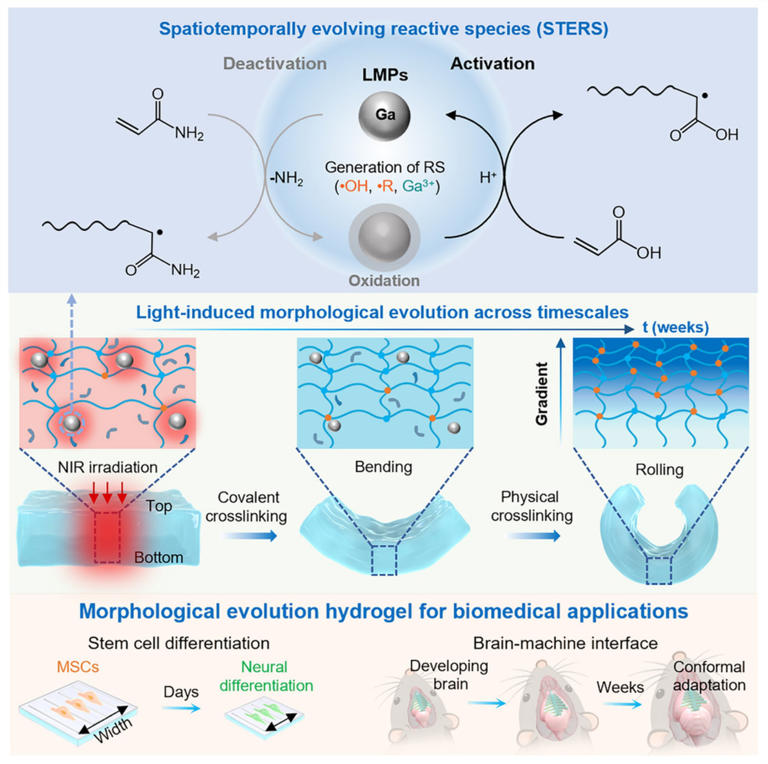 Chinese team creates ‘lifelike’ hydrogel that changes shape for smart ...