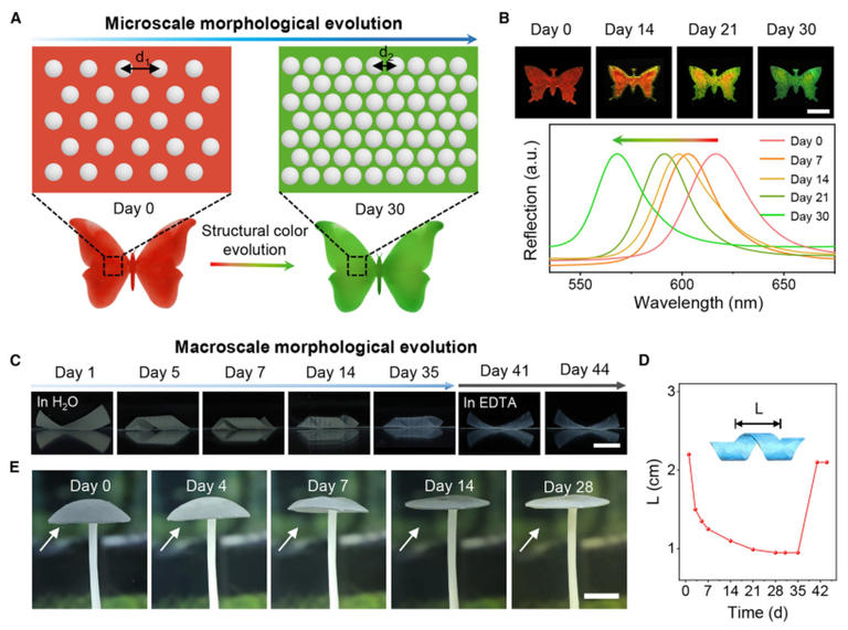 Chinese team creates ‘lifelike’ hydrogel that changes shape for smart ...