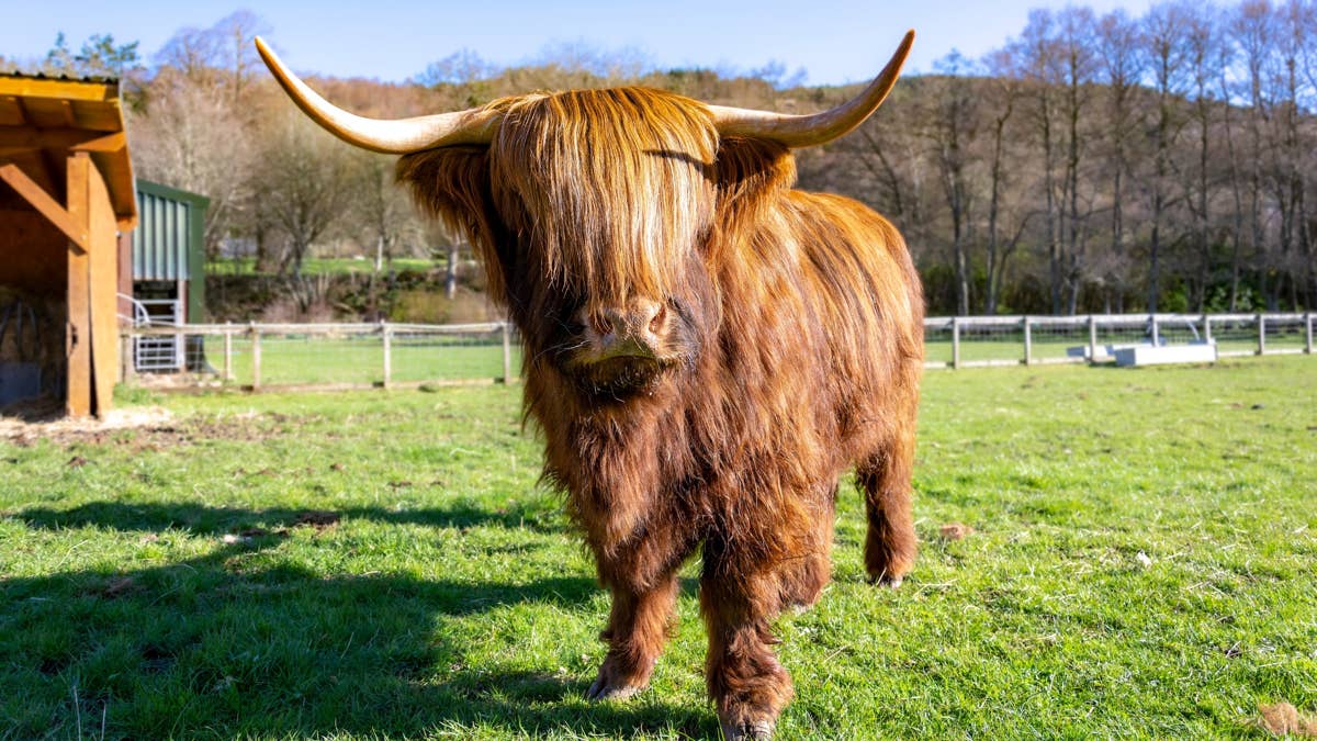 Highland cow gets tangled in laundry and becomes a fluffy clothes rack