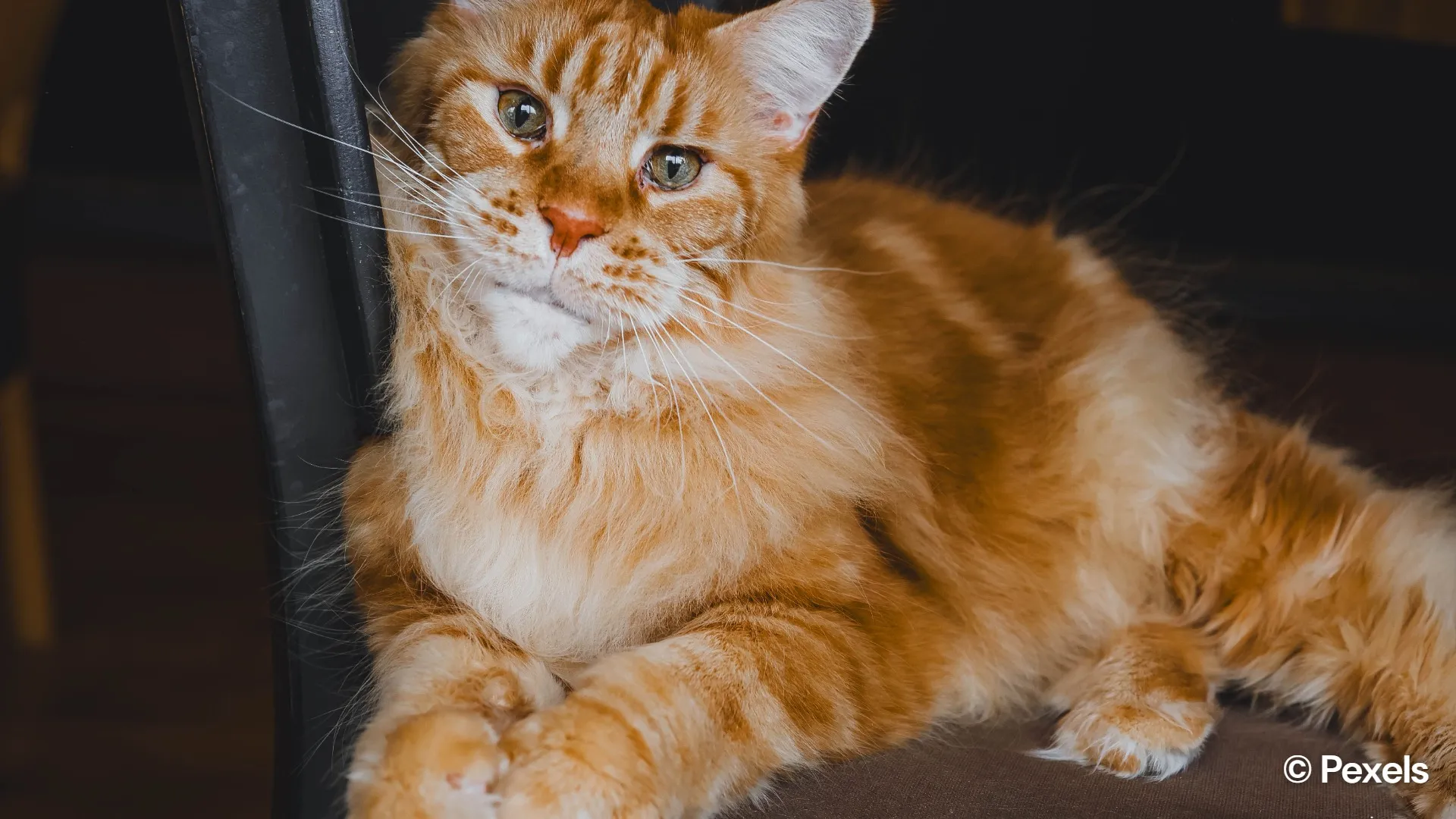 Long-haired cat grooming guide: how to prevent mats in breeds like ...
