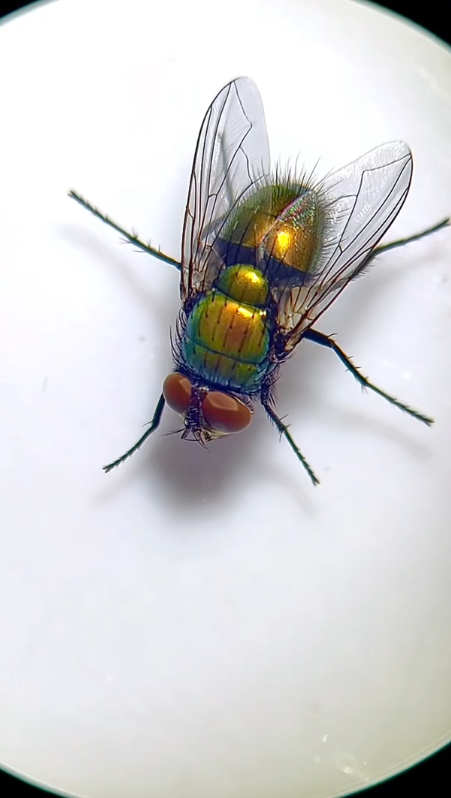A fly under the microscope reveals forensic secrets