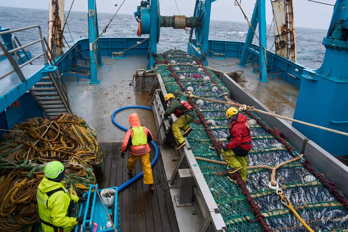 Pollock fishing bycatch hurts Alaska salmon and Native communities