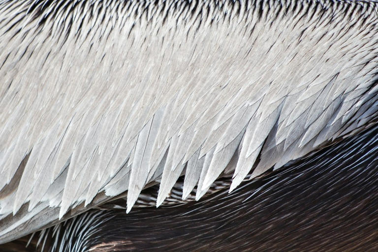Scientists turn penguin feather secrets into a smart building skin that ...