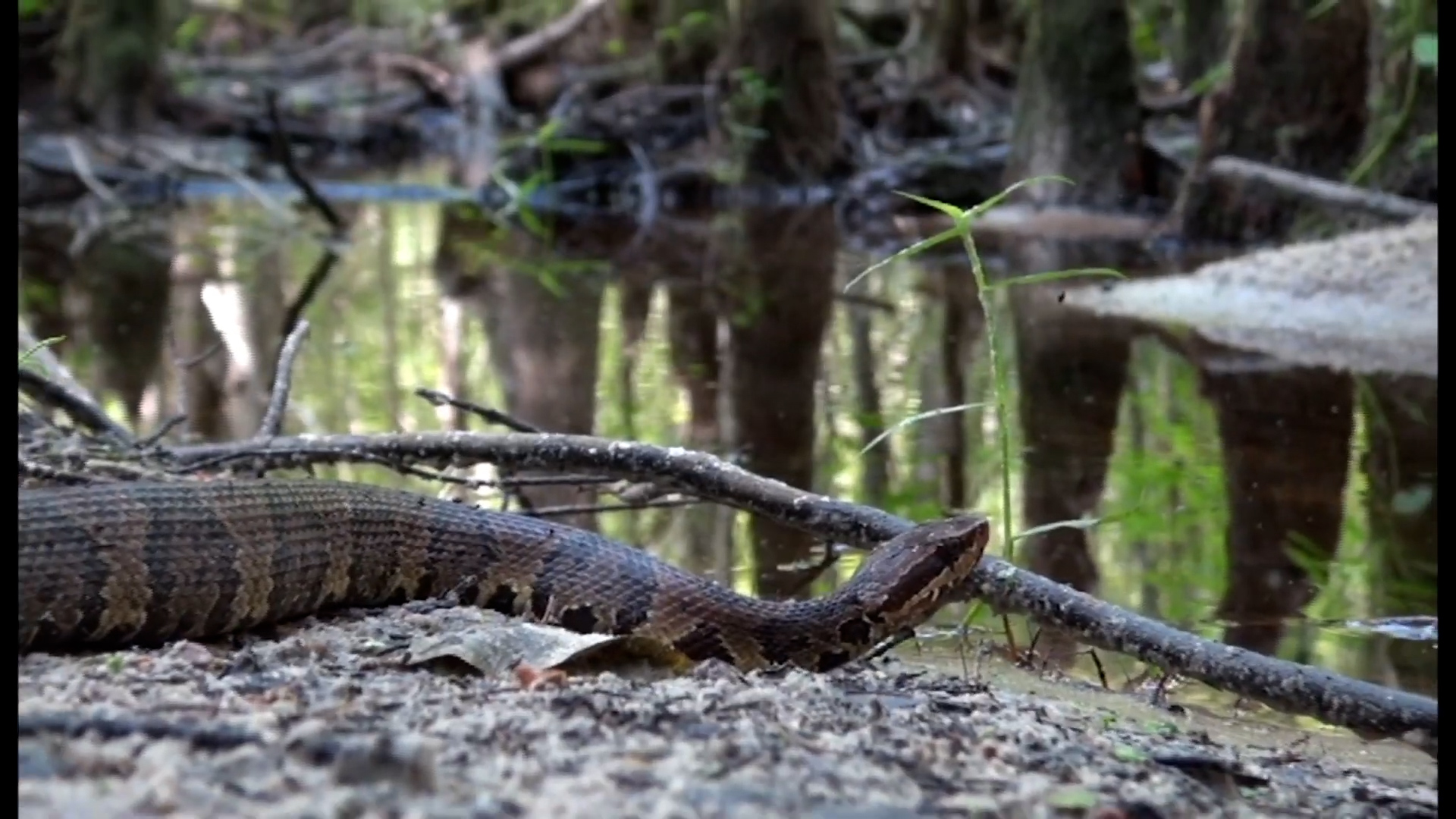 The water moccasin | America's venomous swamp snake