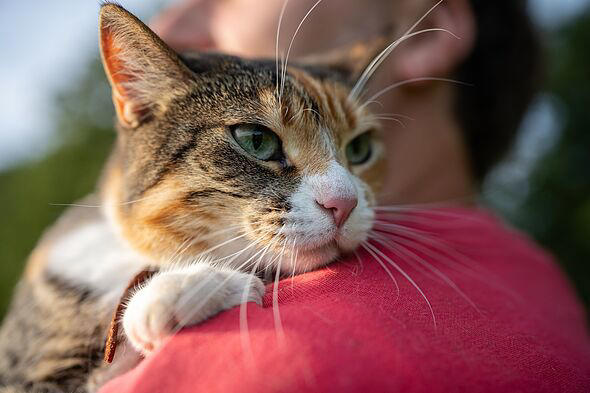 UK cat owners urged to look out for six telling signs their pet is lonely