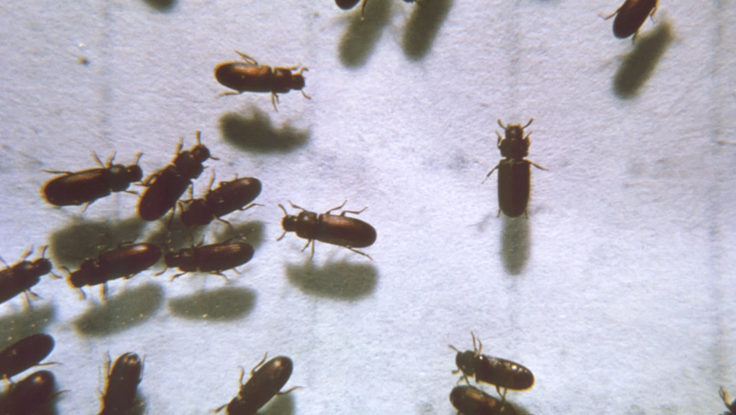 Prevent and eliminate common pantry pests